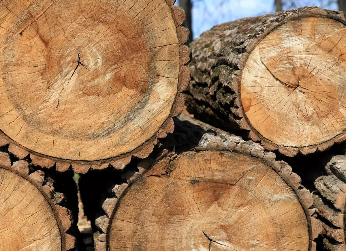 10 ting å gjøre med krysskuttede trær