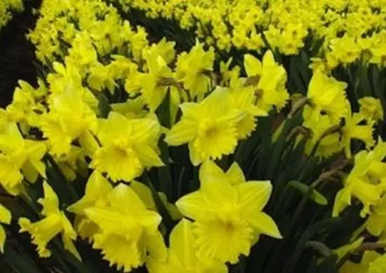 ត្រសក់ Daffodil