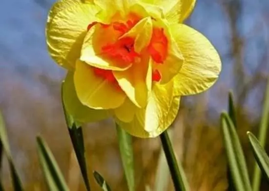 Daffodil dyfishtë