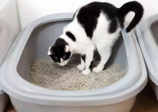 هل يمكنك مسح فضلات القطط؟
