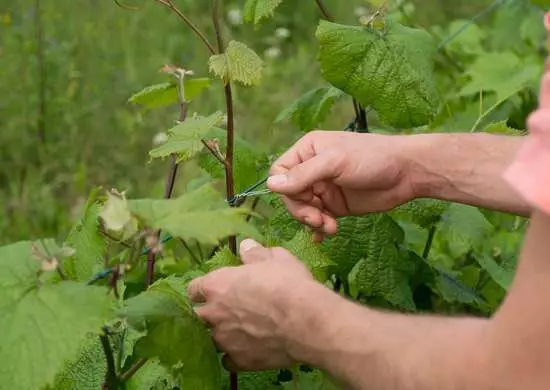 Ako uviazať sadenice a vinič pomocou nite