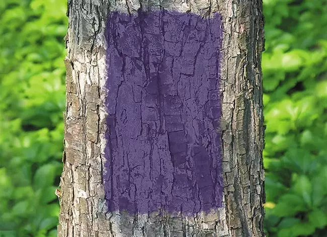 clôture violette signifiant peinture violette sur arbre