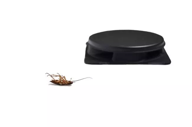Die beste Roach Killer-opsies