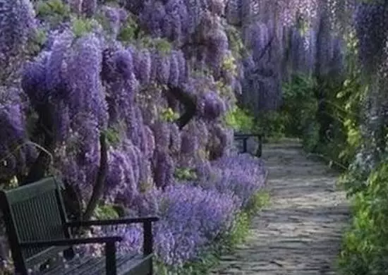 Κήπος Wisteria