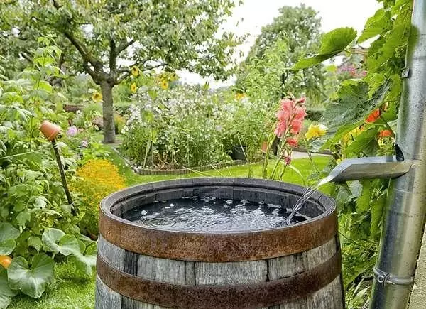 O barril de choiva aforra auga