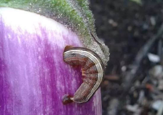 Debe Cutworms n'ogige gị