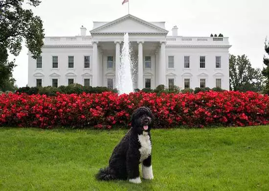 cachorro do presidente