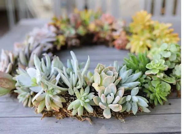 သိမ်မွေ့သော Succulents