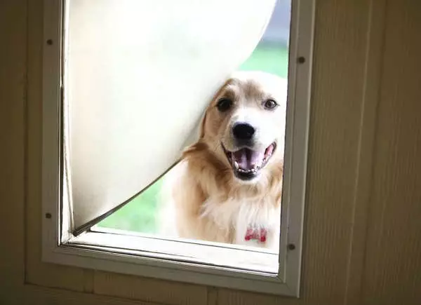 Evcil hayvan kapıları arzu edilmez
