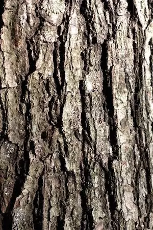 Sådan identificeres et farligt træ - Bark Detail