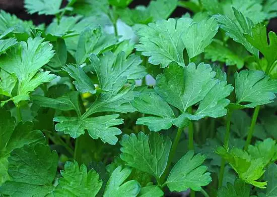 Kulima Parsley M'nyumba