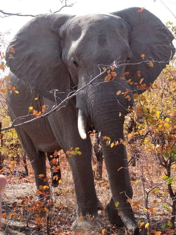 Hwange Nationaal Park Zimbabwe