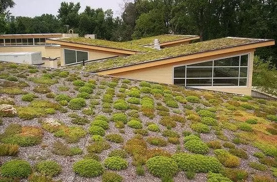 Biomimicry - Green Roofing