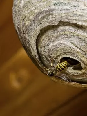 Wespen im Haus - Wespe, die aus dem Nest auftaucht