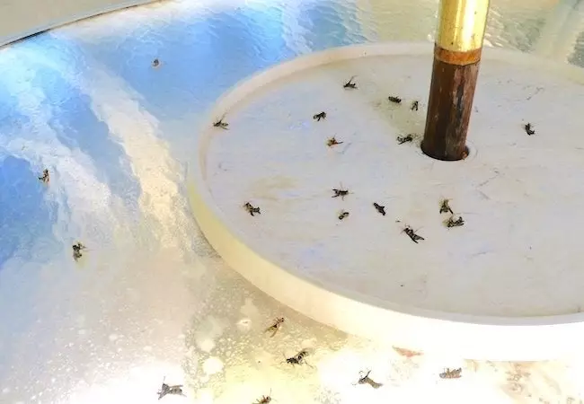 Removendo um ninho de vespas - Poste de mesa de pátio