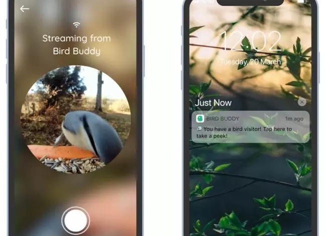 bird buddy vogelvoeder met camera