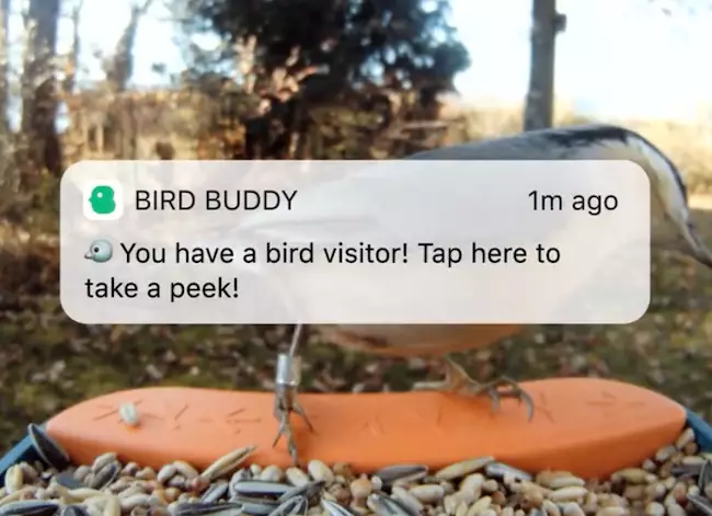 bird buddy hranilnik za ptice s kamero