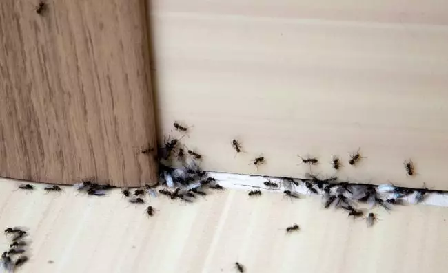 Najlepšia možnosť zabijaka mravcov