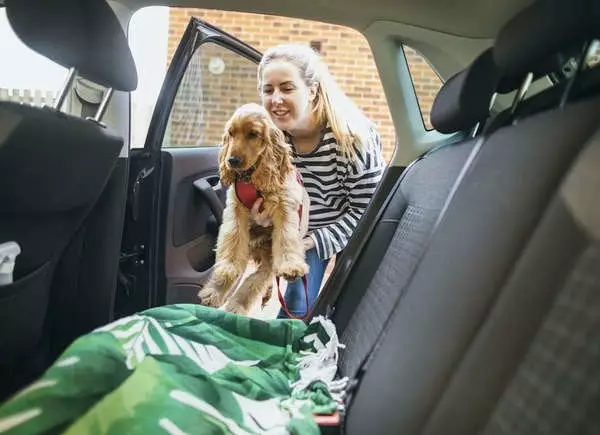 車の中で犬の毛皮