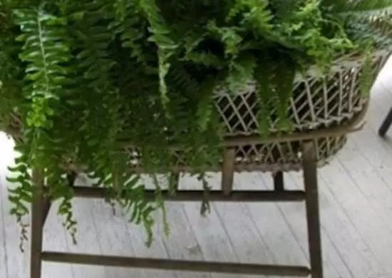 I-Wicker Planter