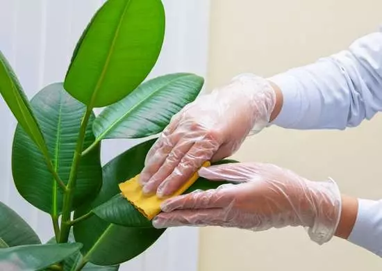 Maak plante skoon met Mayo