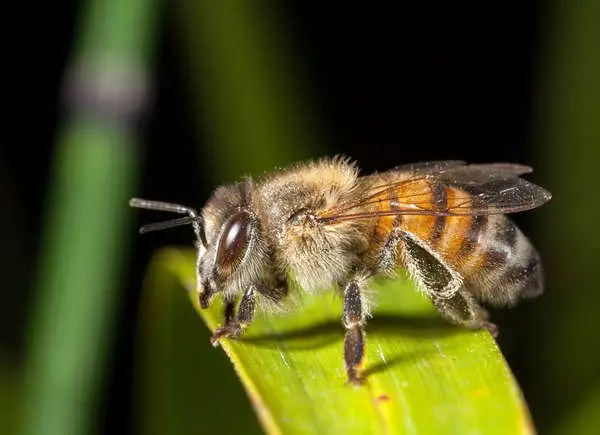 Afrikaniséiert Bienen Geféierlech