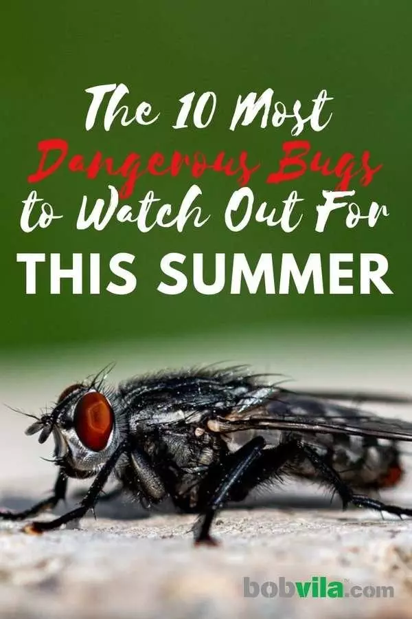 حشرات خطرناک تابستانی