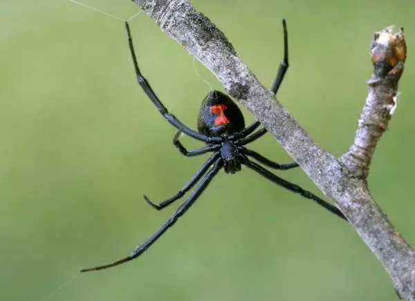 Black Witfra Spiders Geféierlech