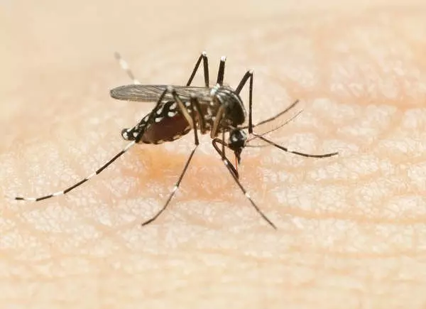 Choroby komarów