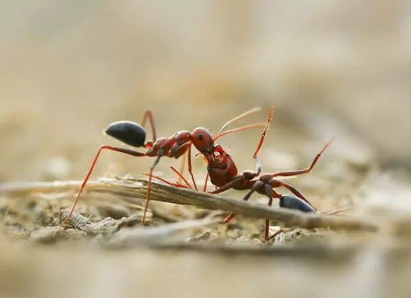 Ohnivé mravce sú nebezpečné