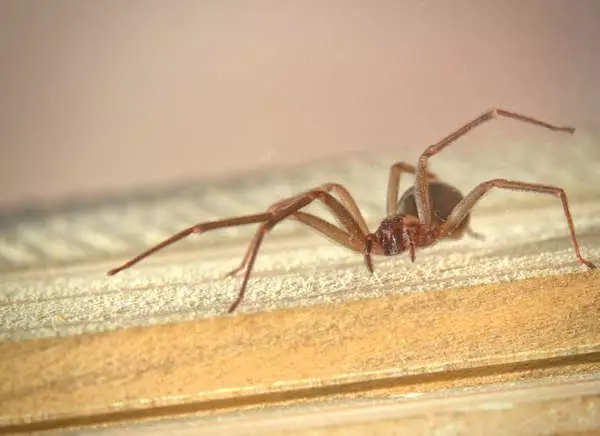 Pericoli dei ragni reclusi marroni