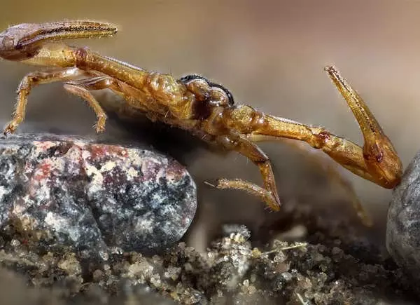 Escorpións de casca de Arizona