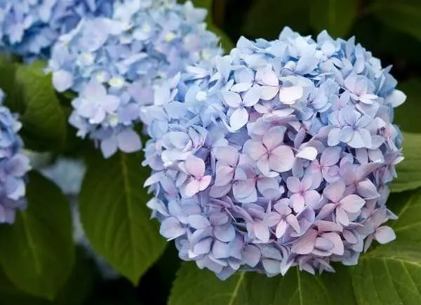 Mop Head Hydrangea Sərhəd Bitkiləri