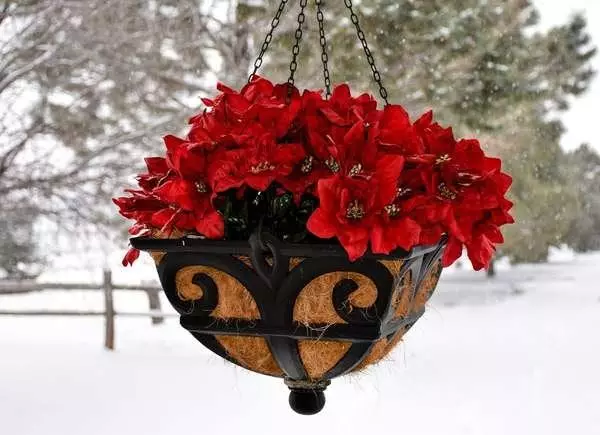 Winter hanging basket