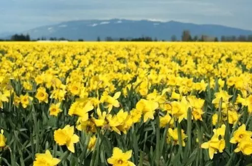 Funflowerfacts.com-yellow-daffodils-талбар