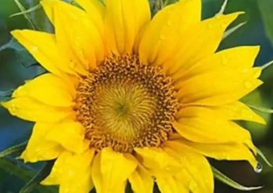 Osisi sunflower