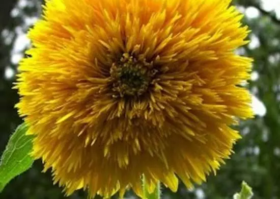 10 گل آفتابگردان که نباید از دست داد 13853_8