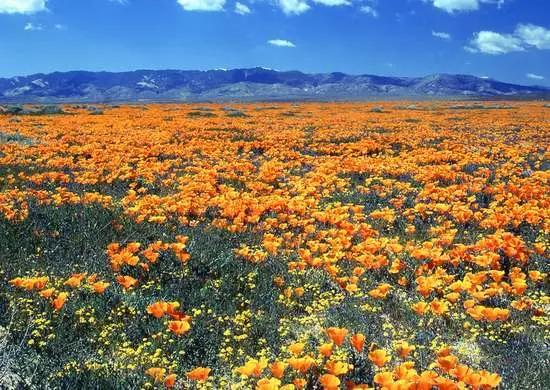 Antelope Valley Poppy Reserve