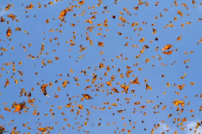 Миграция бабочки монарха