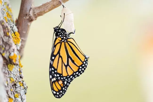 Monarka Papilio Migrado