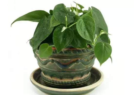 Philodendron Low-Light-Pflanze