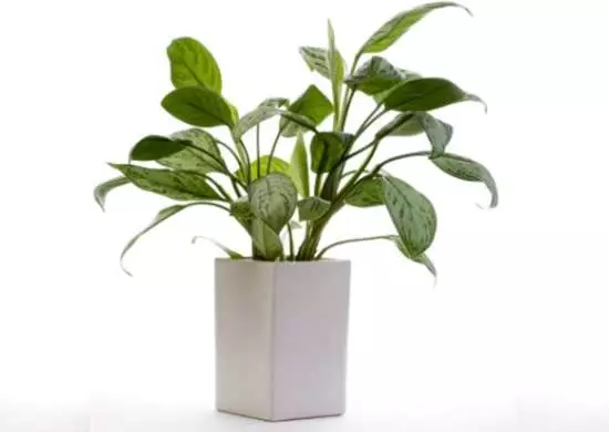 Planta chineză veșnic verde cu lumină scăzută