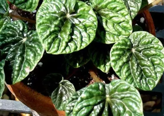 Peperomia-Low-Light-Pflanze