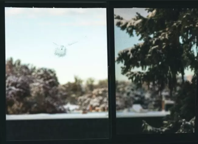 ჩიტმა დაარტყა ფანჯრის მარცხენა ნიშანს