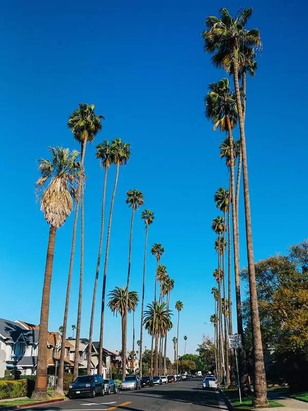 Problème de moustiques à Los Angeles, Californie