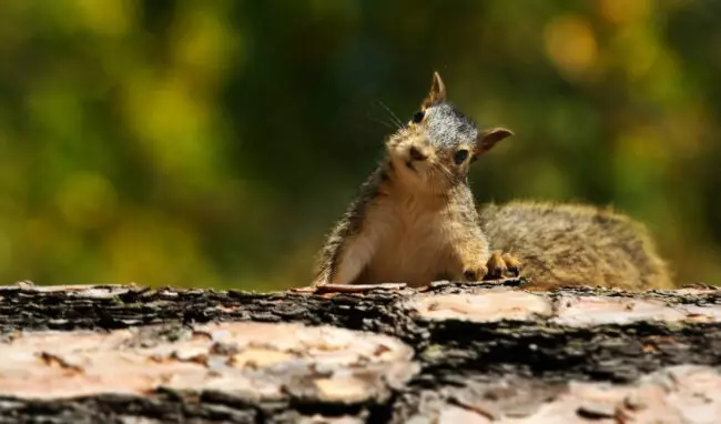 tipuri de veverițe