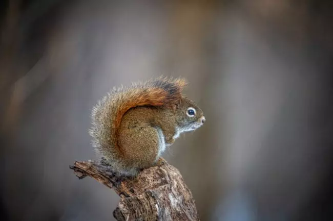 tipi di scoiattoli