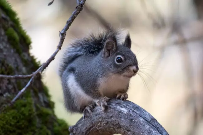types d'écureuils