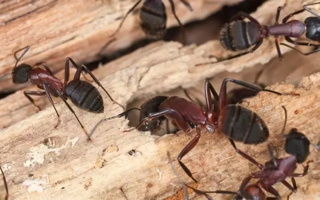 Sinais de formigas carpinteiras na casa