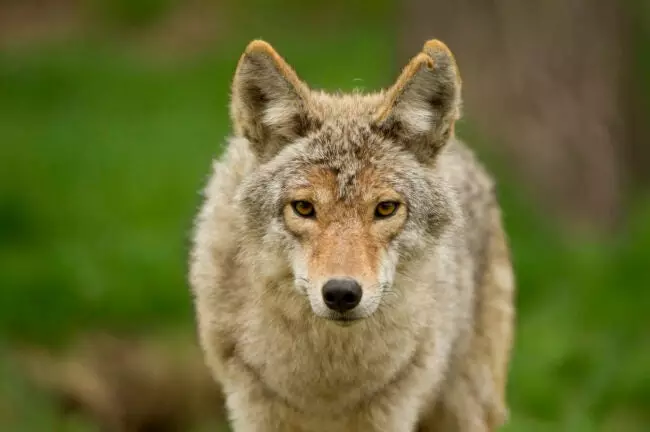 Kif Teħles mill-Coyotes